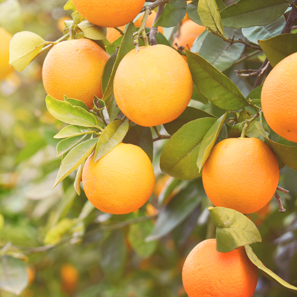 CITRUSGAIN® – BGI Premium Plant Foods