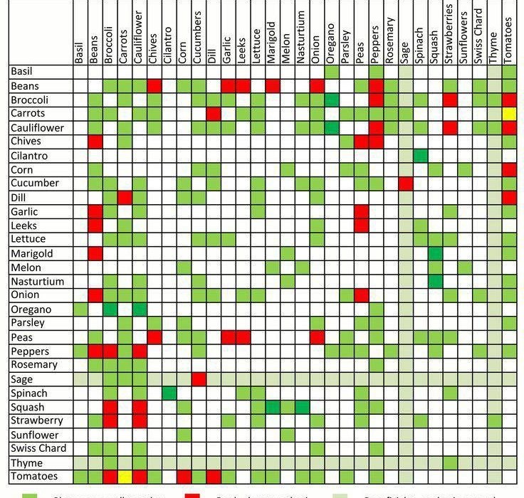 Companion Planting | BGI Fertilizers